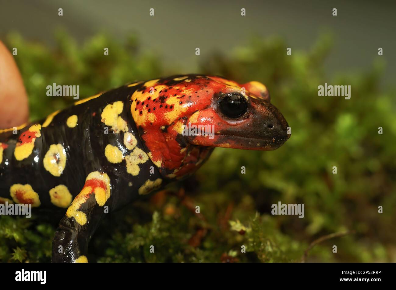 Salamandra Rossa Gigante Hallan Una Nueva Especie De Salamandra