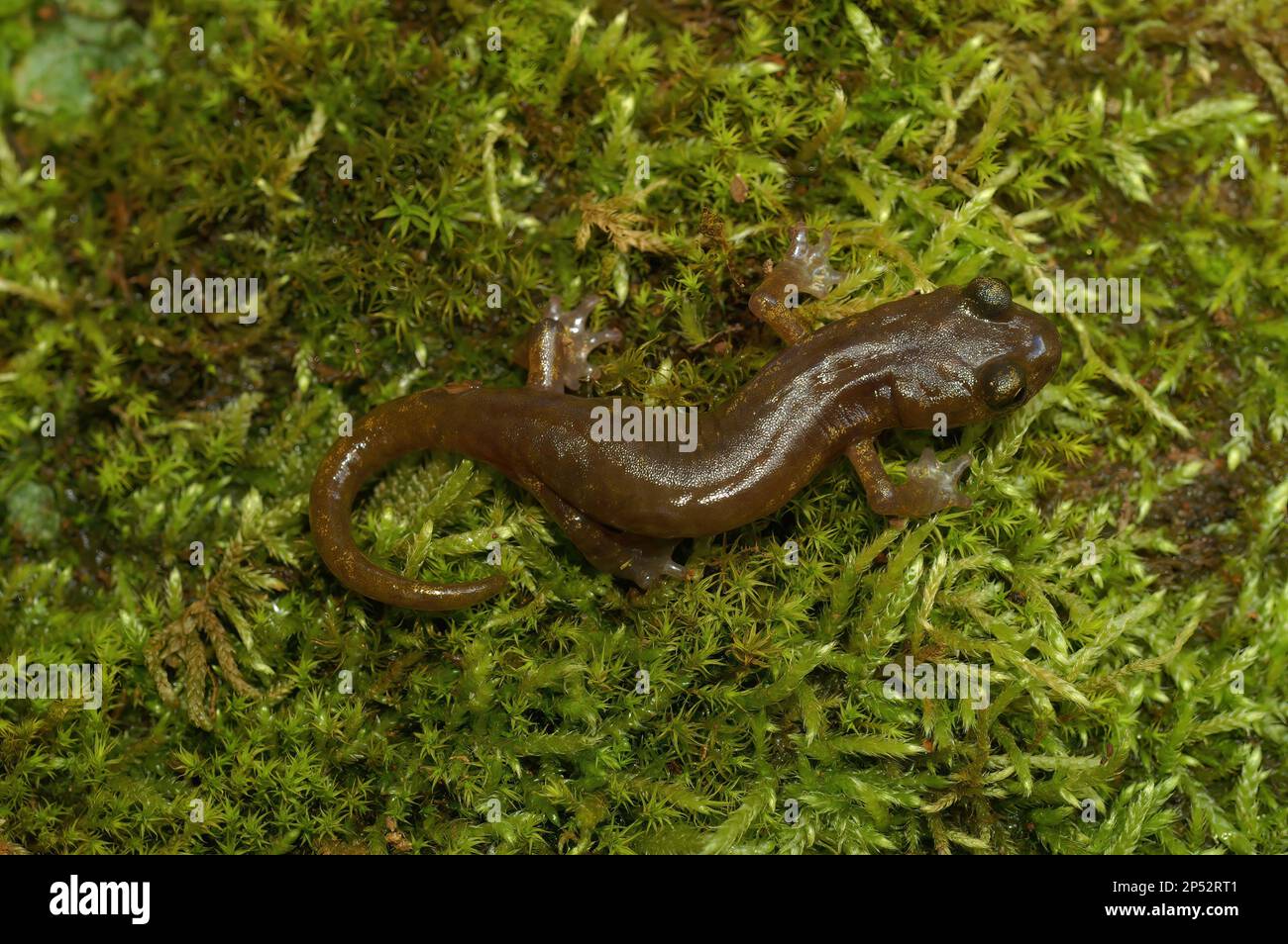 Dorsal closeup on a sub-adult of the endangered limestone salamander ...