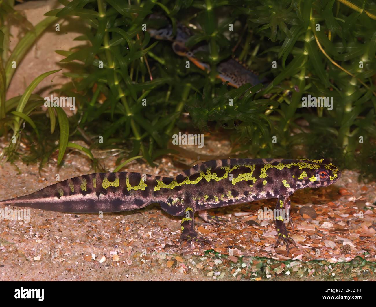 Colorful closeup on an aquatic male French marbled crested newt ...