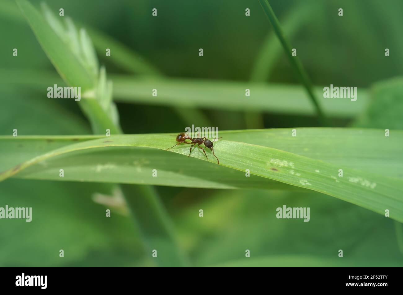 Natural closeup on a common red ant, Myrmica rubra on a green grass ...