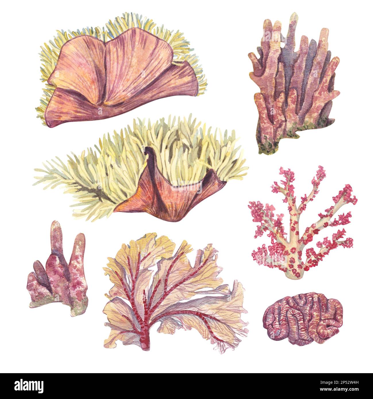 A set of different underwater corals isolated on a white background ...