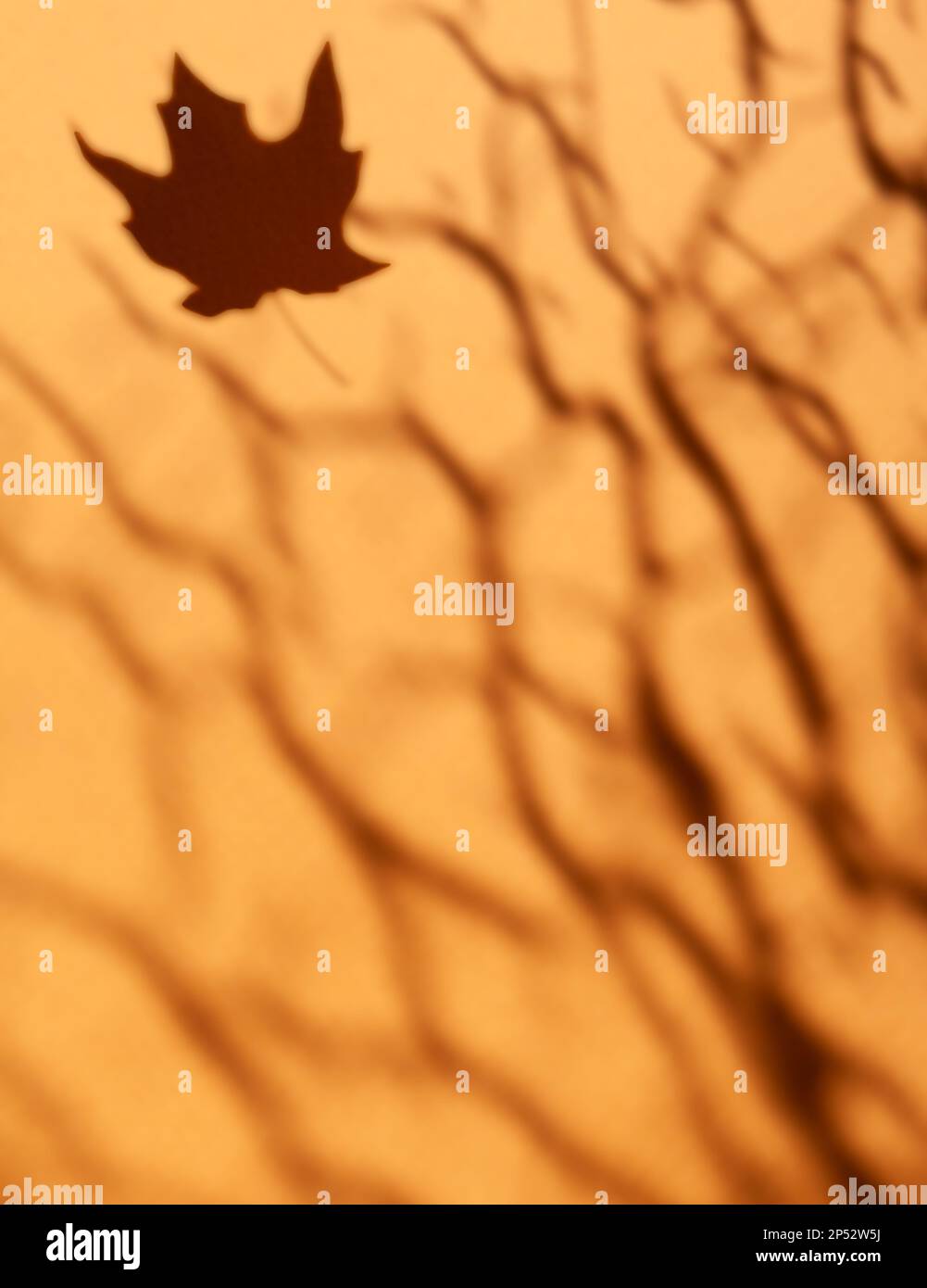 Autumn background - blurred shadow from tree branches and a falling ...