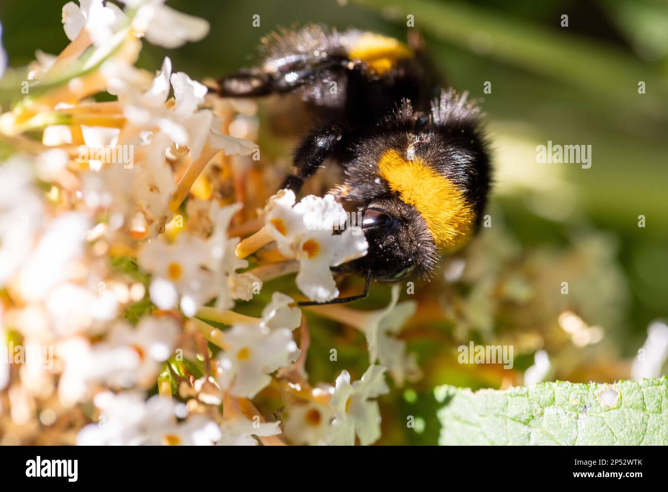 Macro photo of a buff-tailed Bumblebee, pollinating and collecting ...