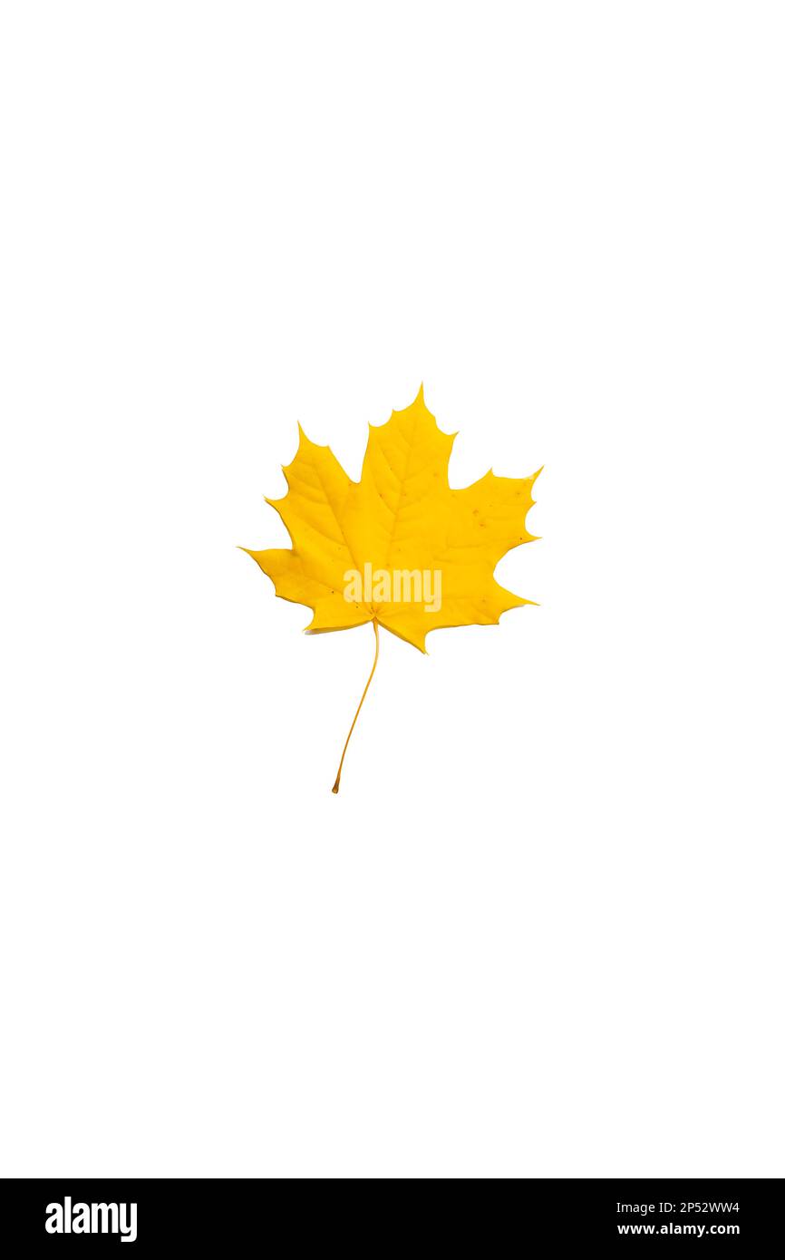 Maple yellow leaf, isolated, with shadow, without texture Stock Photo ...