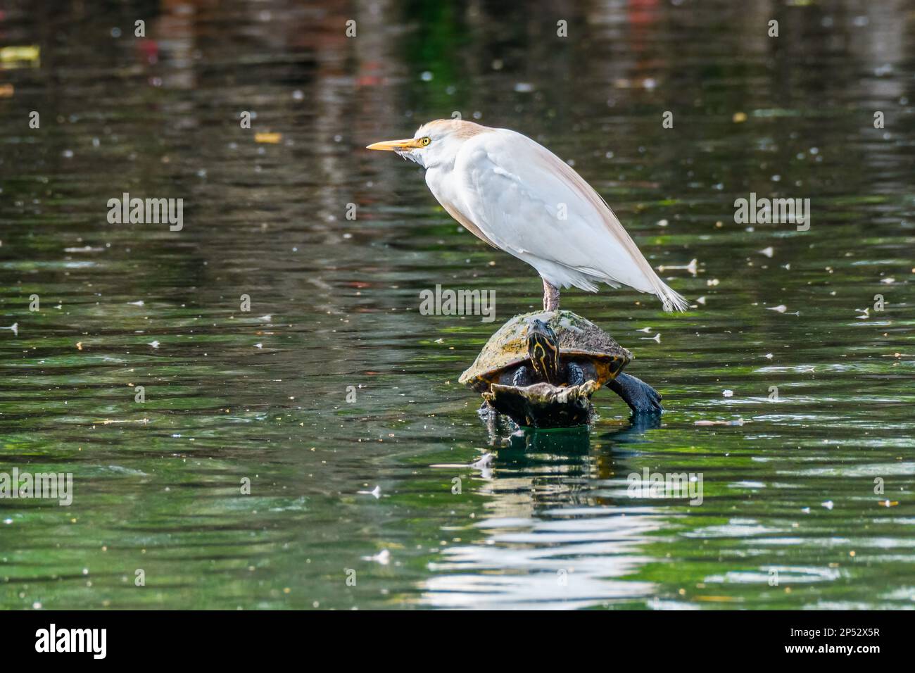 Breeding adult cattle egret and turtle share a log in an Audubon Park ...