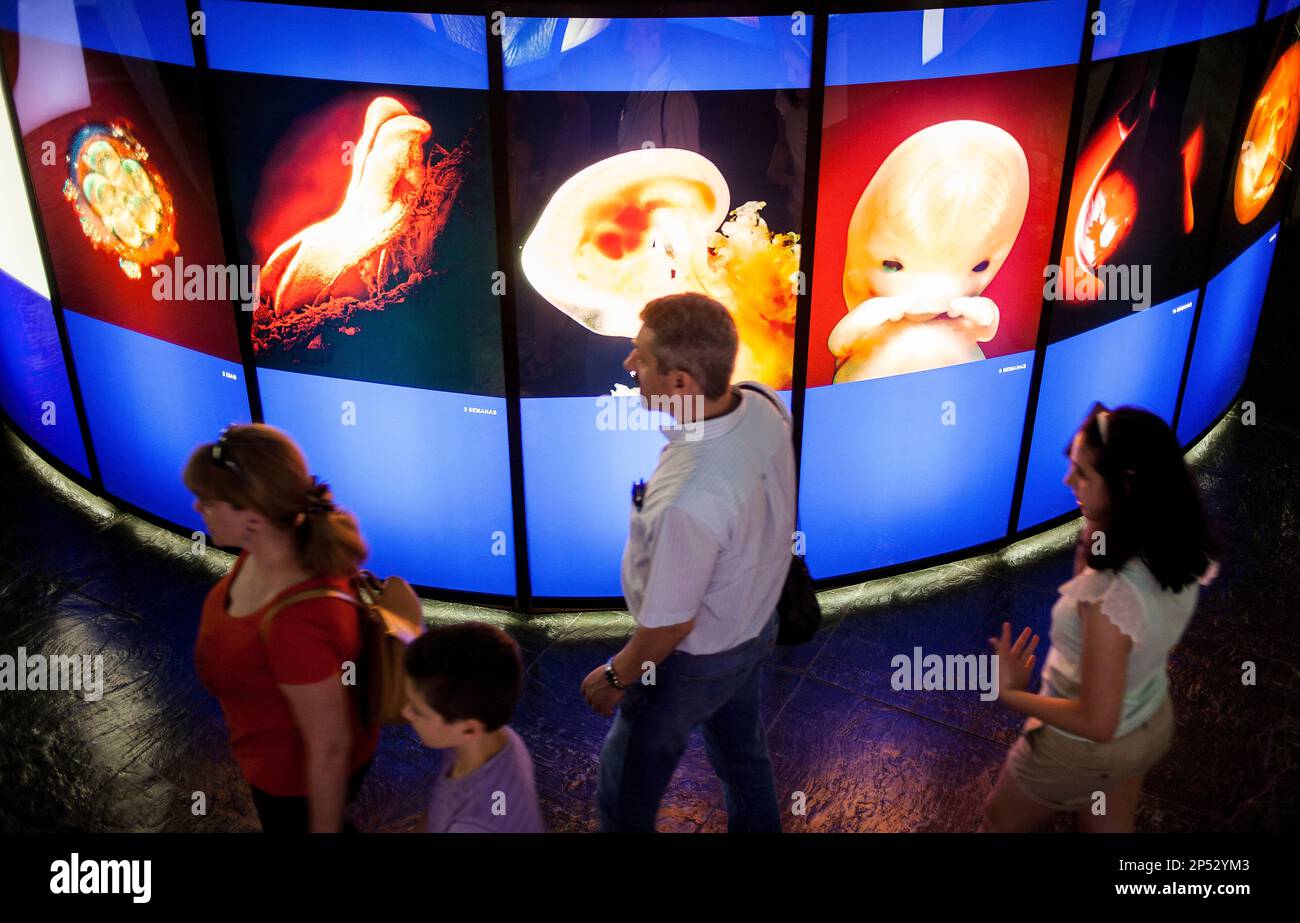 Images about the development of the human embryo, in Casa del Hombre ...