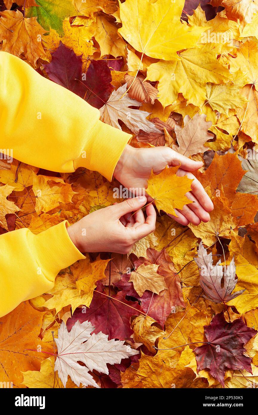 Fragment autumn maple leaves hi-res stock photography and images - Alamy