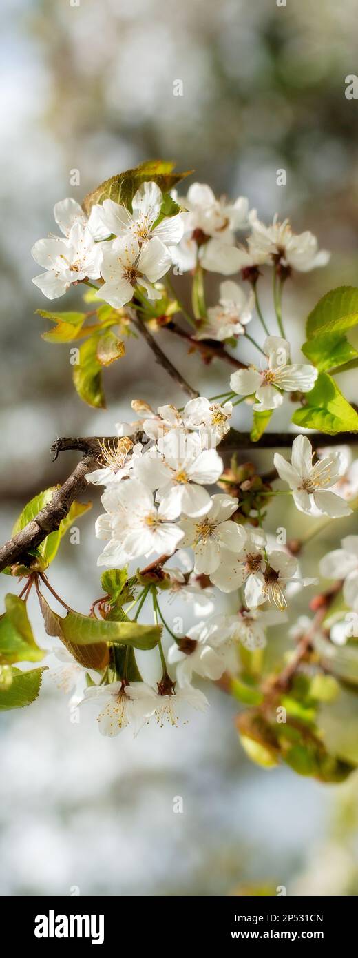 Springtime background banner branch hi-res stock photography and images ...