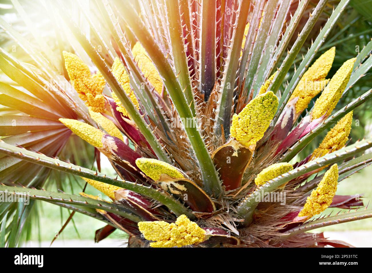 Palm tree flower yellow hi-res stock photography and images - Alamy