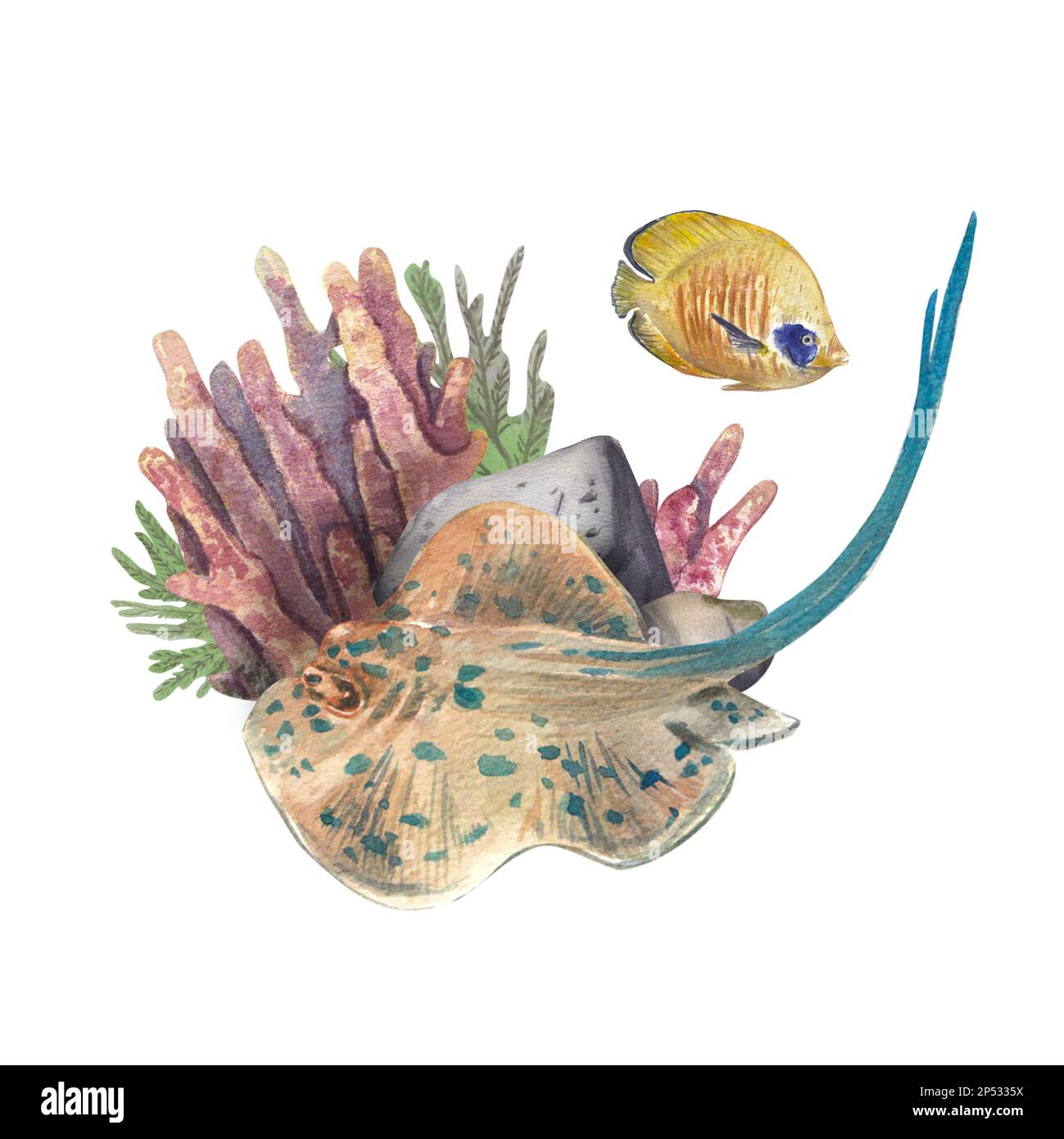 A stingray swims next to a sea angel fish on a coral reef isolated on a ...