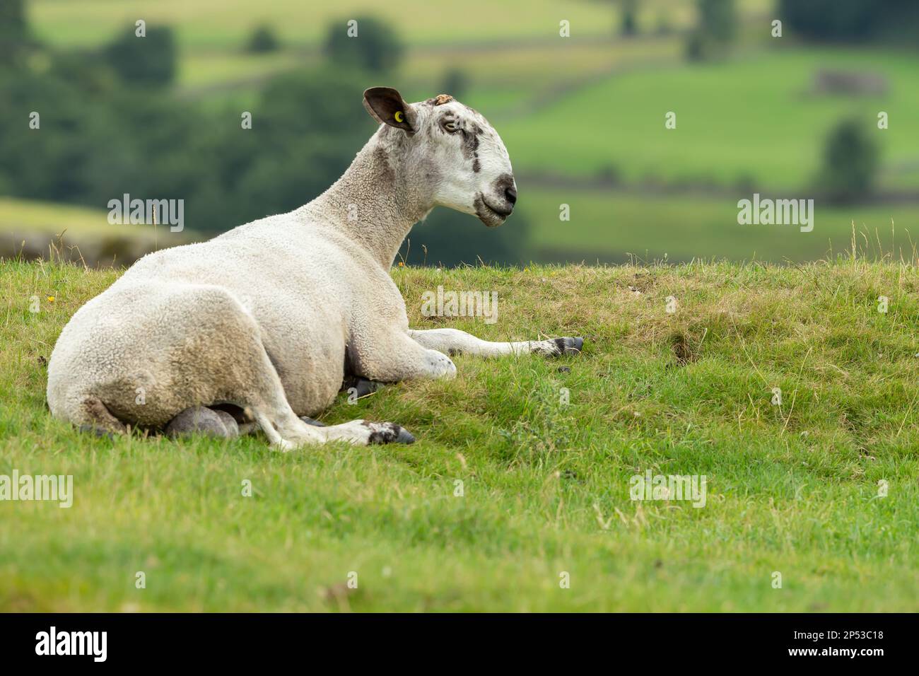 Close up of a fine Blue faced Leicester ram in Summer, lying down in ...