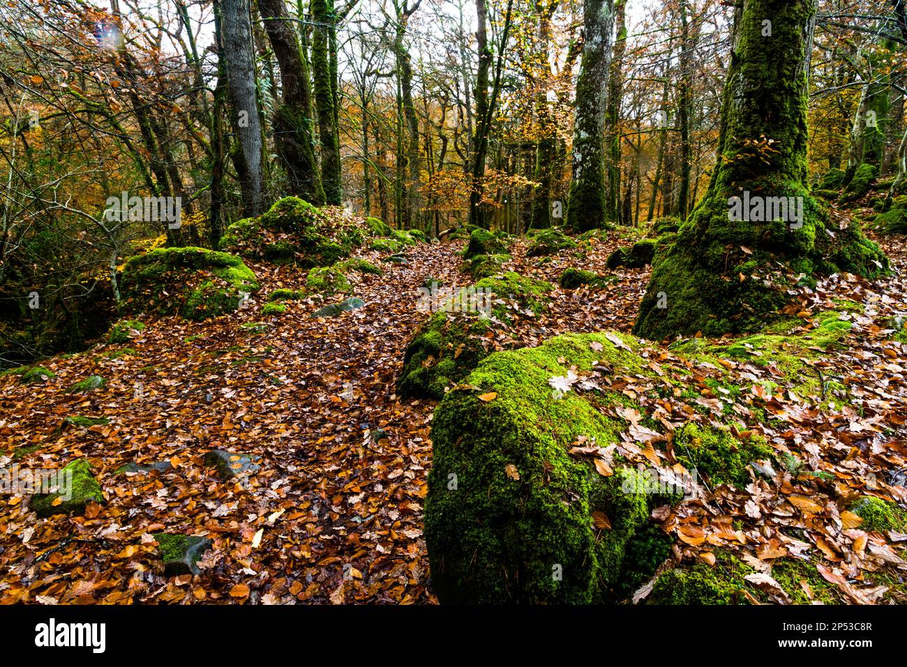 UK Woods in Autumn or Fall with dropped leaves on the Torrent Walk or ...