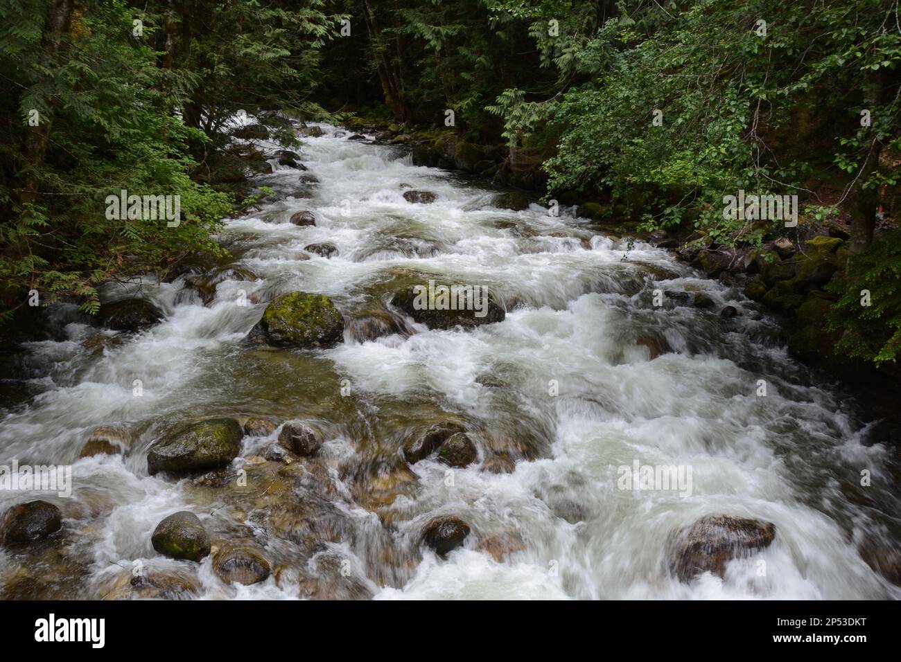 The rapids of Silverhope Creek, a tributary of the Fraser River, in the ...