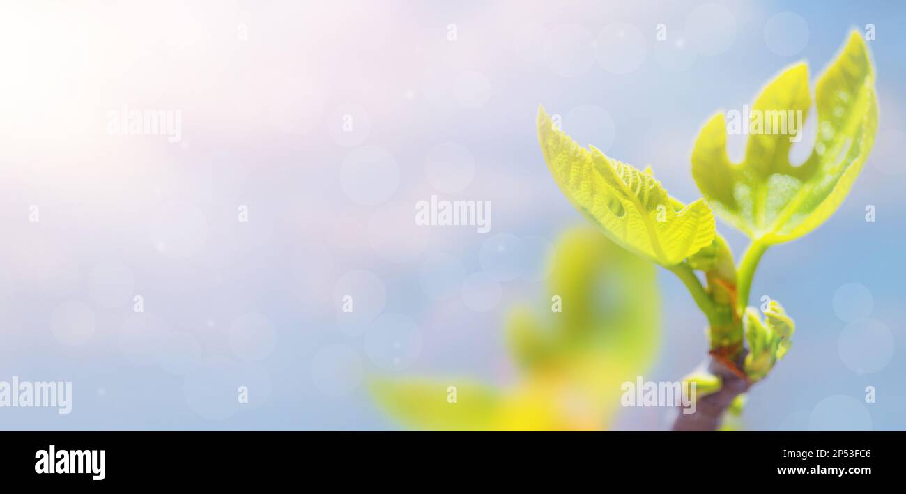 Fig tree sprouts and green figs in spring sunny weather Stock Photo - Alamy