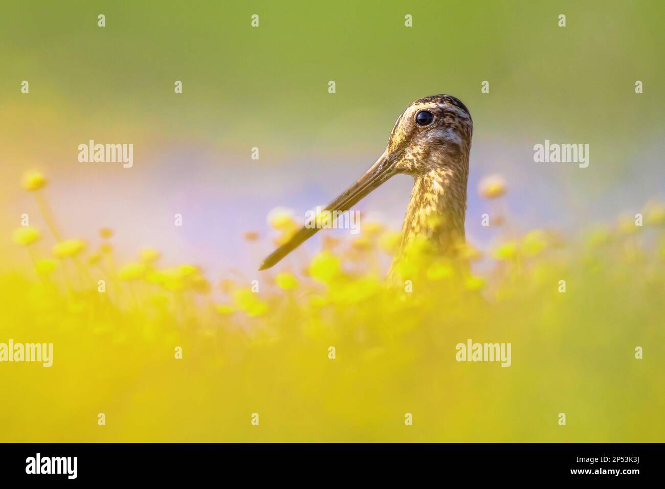 Common snipe (Gallinago gallinago) is a small, stocky wader bird native ...