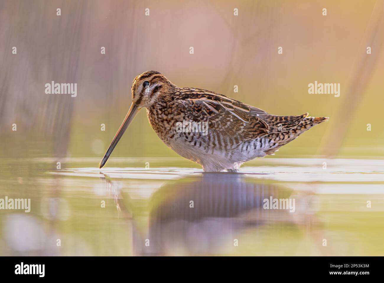 Common snipe (Gallinago gallinago) is a small, stocky wader bird native ...