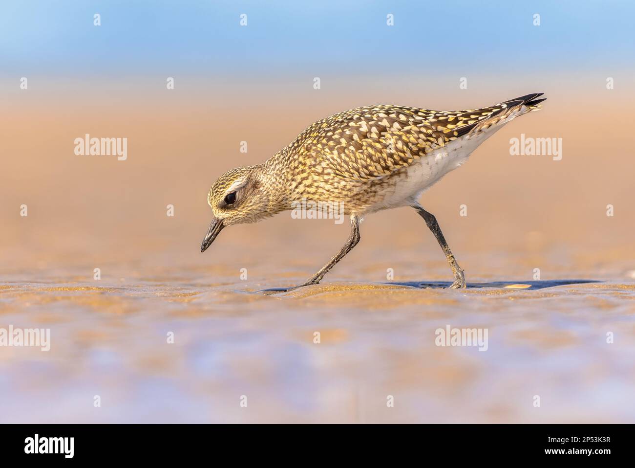 Bird of the arctic hi-res stock photography and images - Alamy
