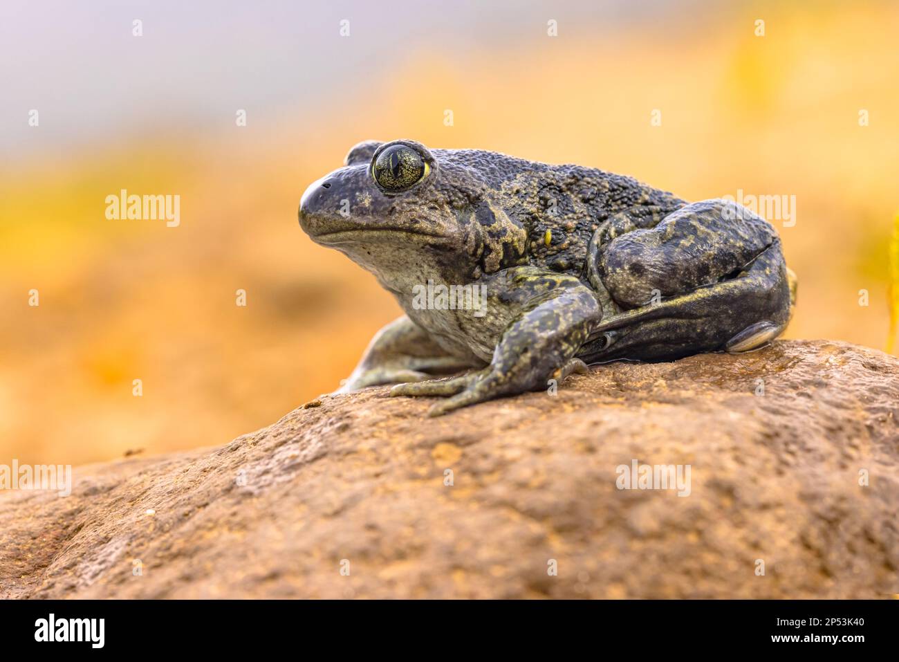 Eastern spadefoot or Syrian spadefoot (Pelobates syriacus), toad posing ...