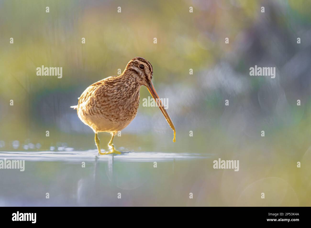 Common snipe (Gallinago gallinago) is a small, stocky wader bird native ...