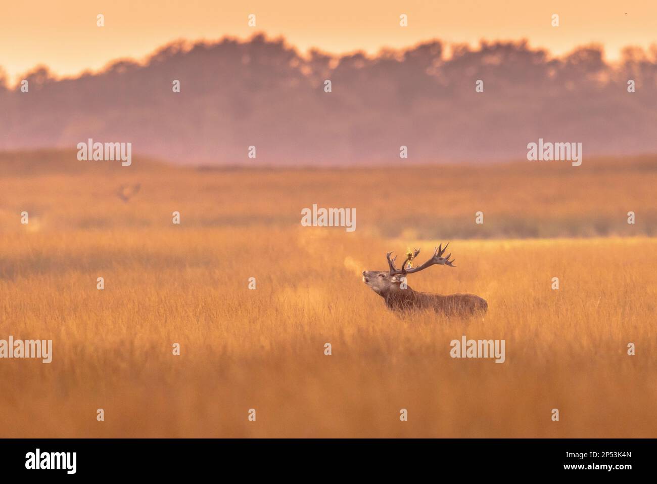 Male red deer (Cervus elaphus) displaying in the sunset on Hoge Veluwe ...