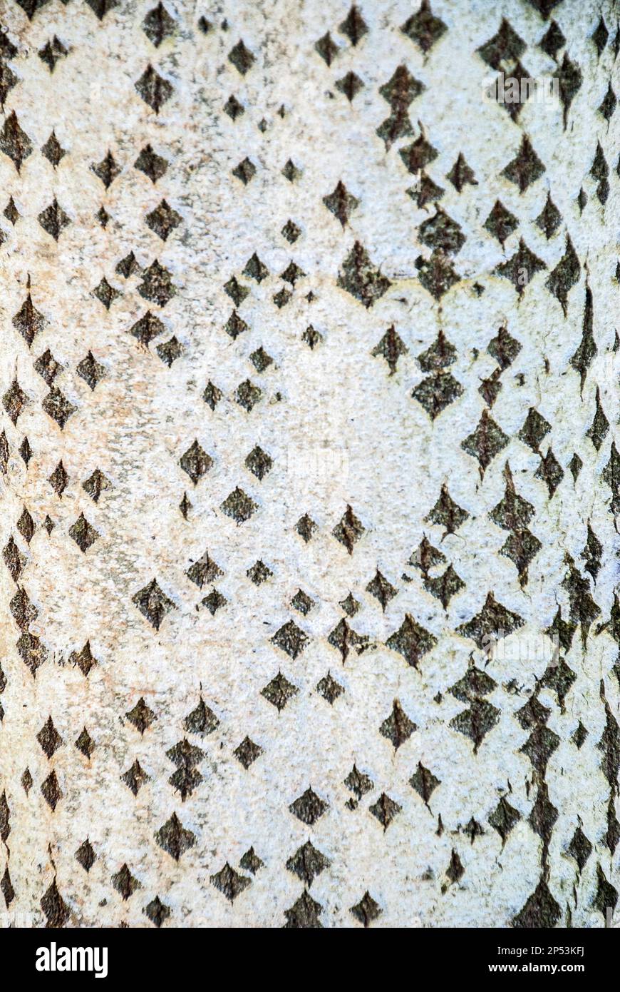 Silver birch tree identification silver bark with black diamonds hi-res ...