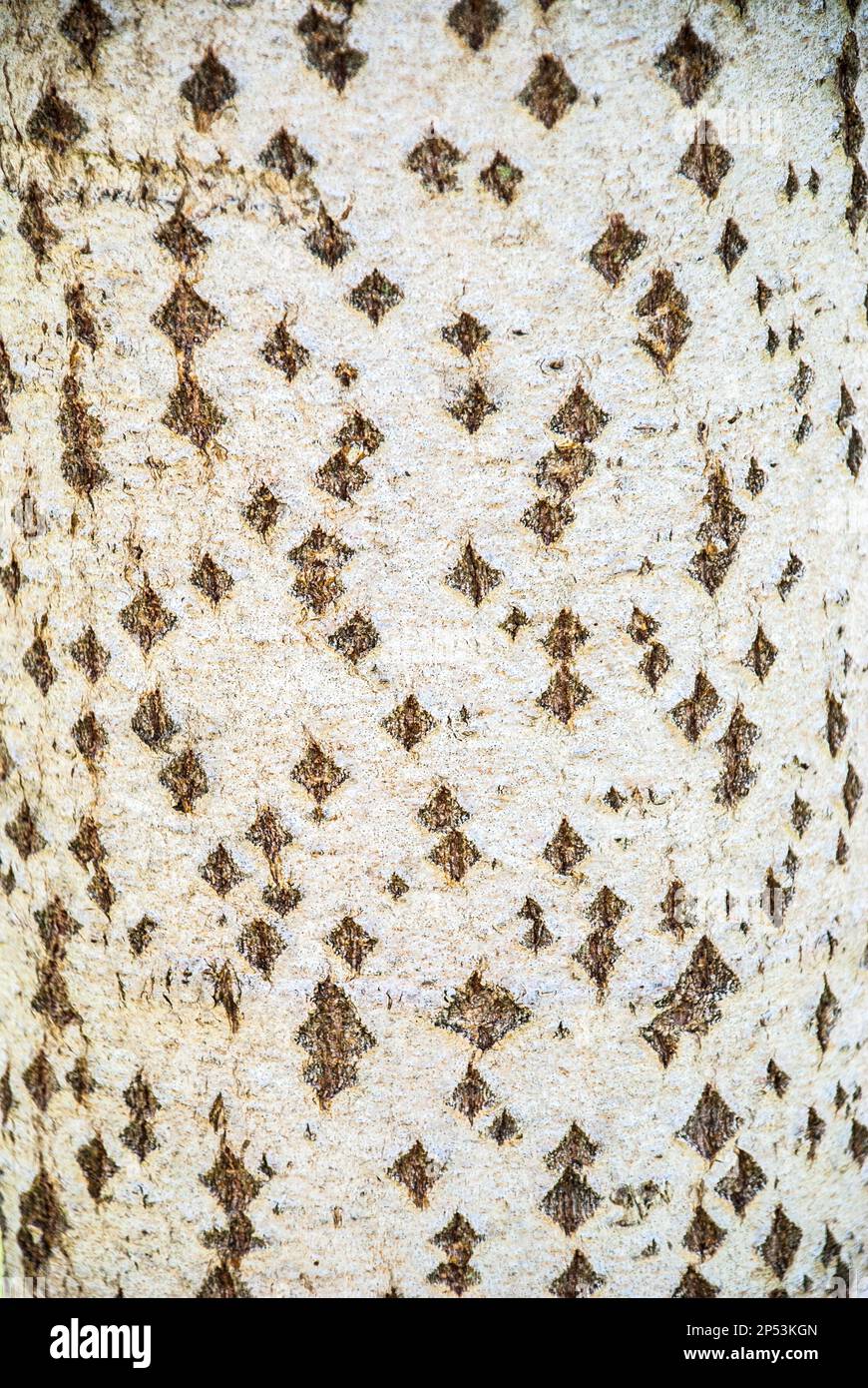 Striking,bBlack,diamond shapes on the white bark of a birch tree Stock ...