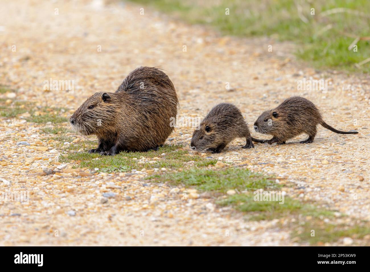 Nutria (Myocastor coypus) aquatic rodent with young. Wild Coyou with ...