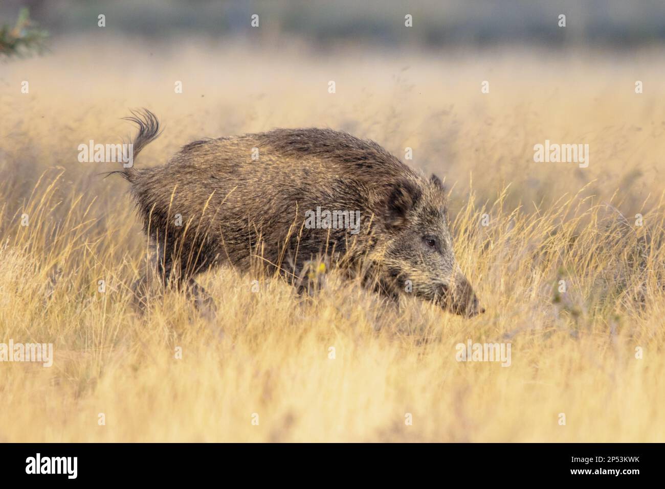 Wild boar (Sus scrofa). This animal is a suid native to much of Eurasia ...