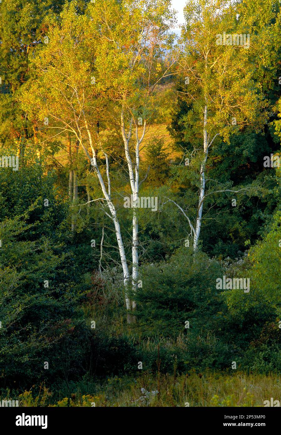 Quaking Aspens at Prince Gallitizan State Patk, Cambria County ...