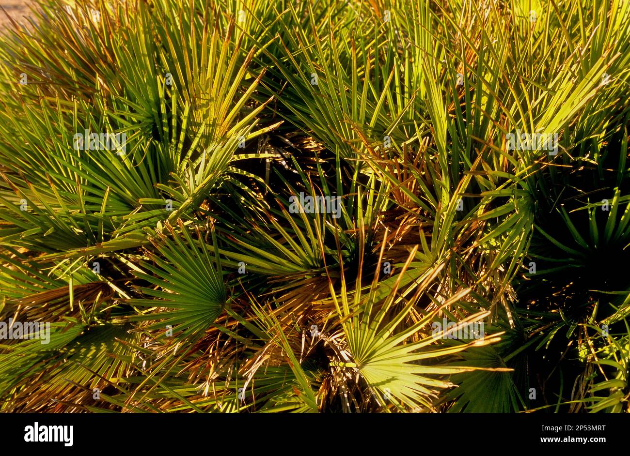 `Palmito´. Chamaerops Humilis.Cabo de Gata-Nijar Natural Park ...