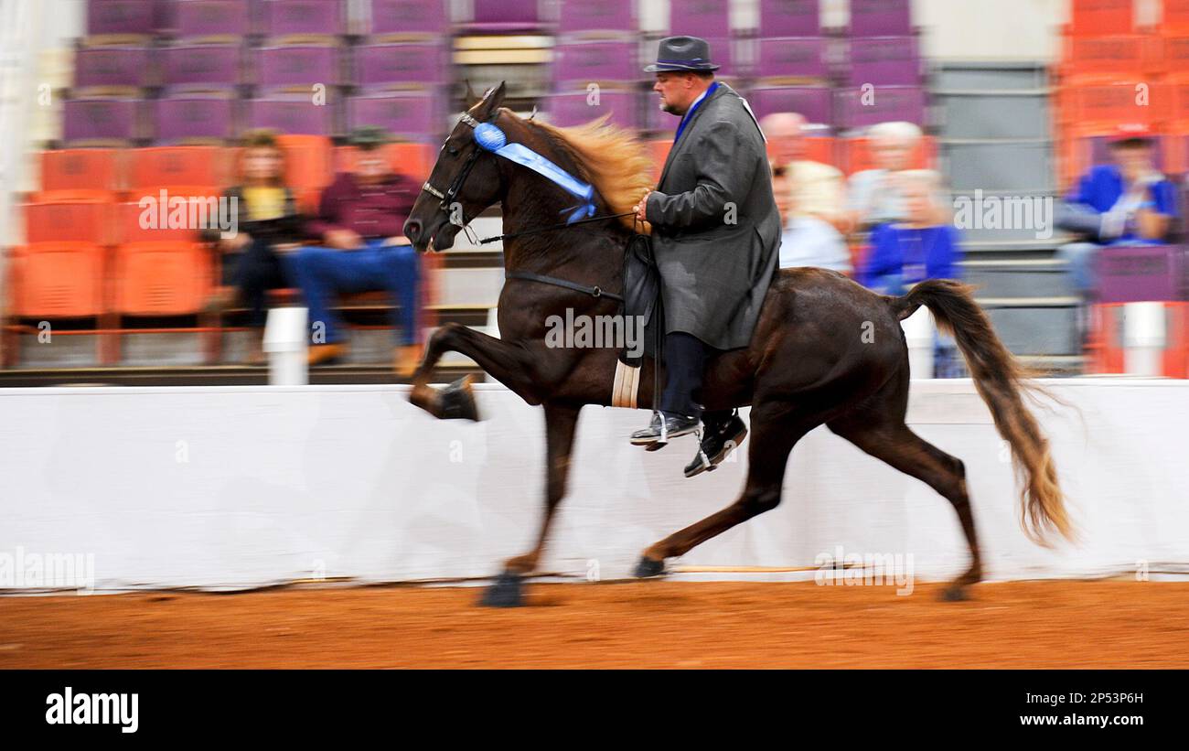 A blue ribbon winner rides the honor lap during the Racking Horse World ...