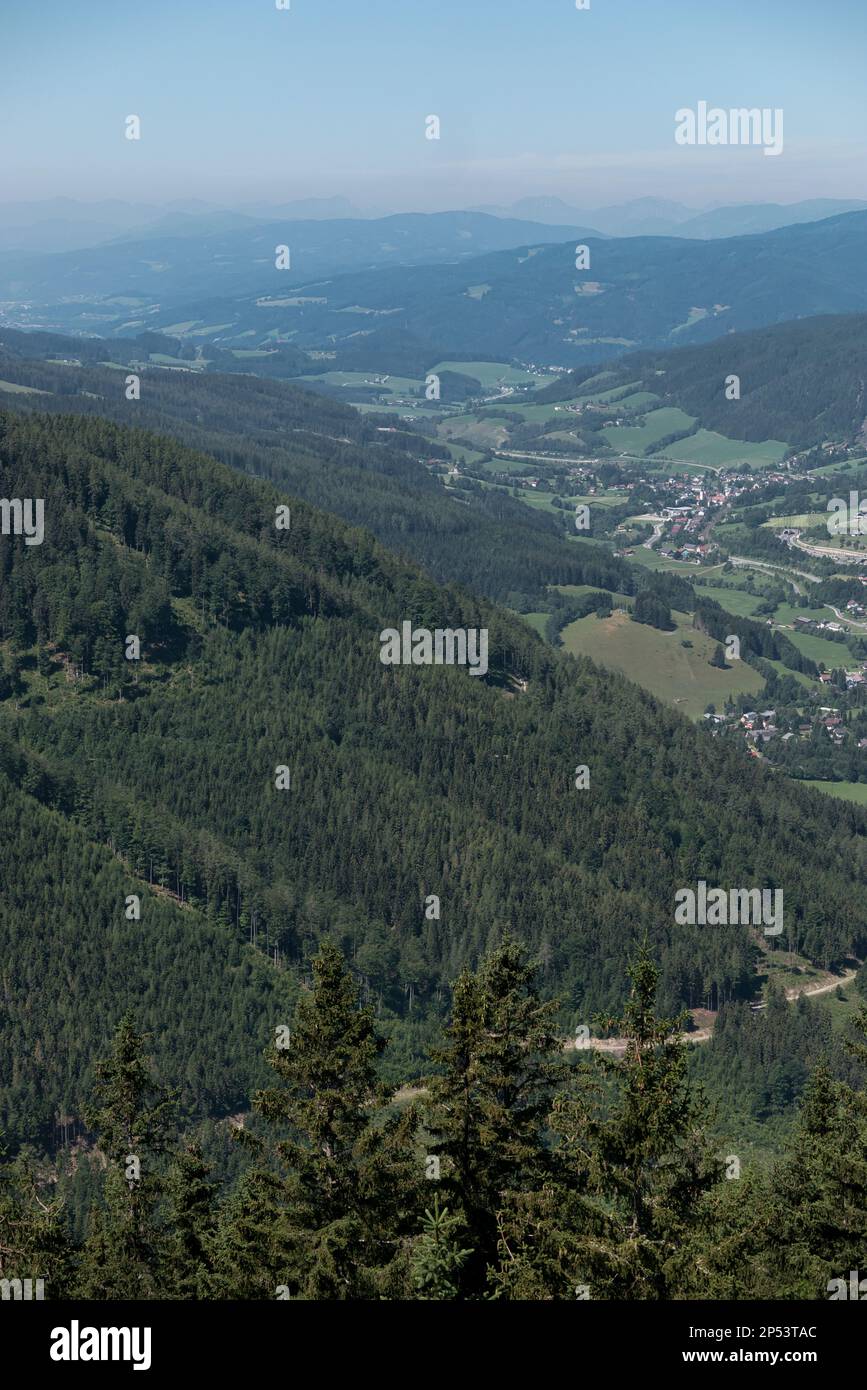 A vertical shot of a lush pine tree forest under a blue sky from a hilltop vantage point Stock ...