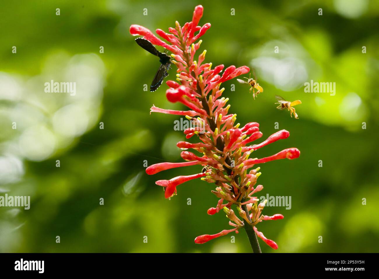 Buzzing with activity hi-res stock photography and images - Alamy