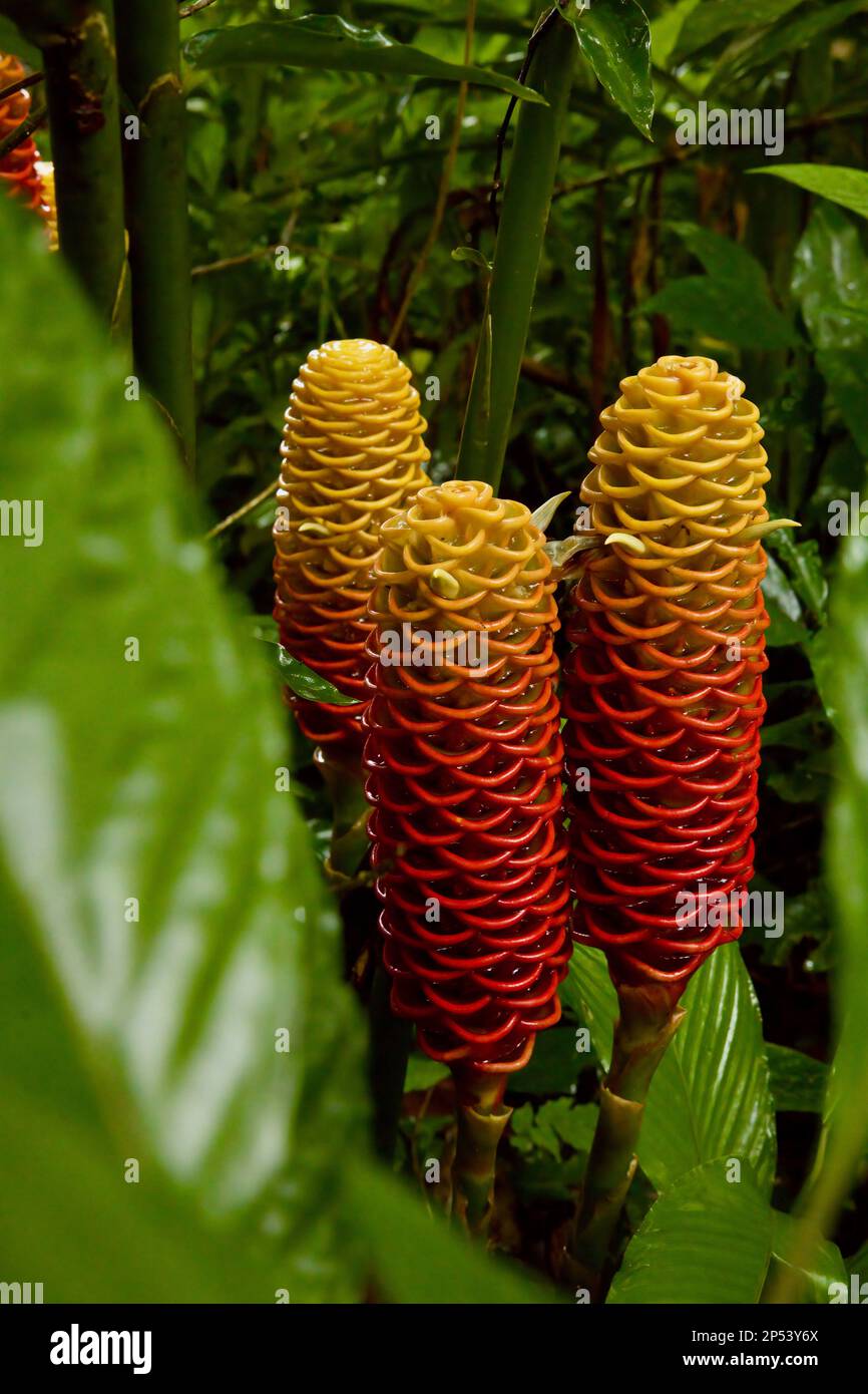A vibrant, colorful zingiber spectabile featuring yellow and orange ...