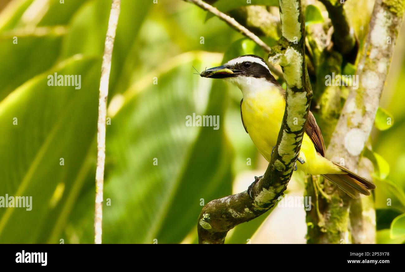 Great kiskadee perched on tree branch with bug in beak Stock Photo - Alamy