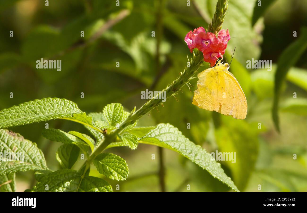 Vibrant yellow brimstone butterfly perches on lush red foliage Stock ...
