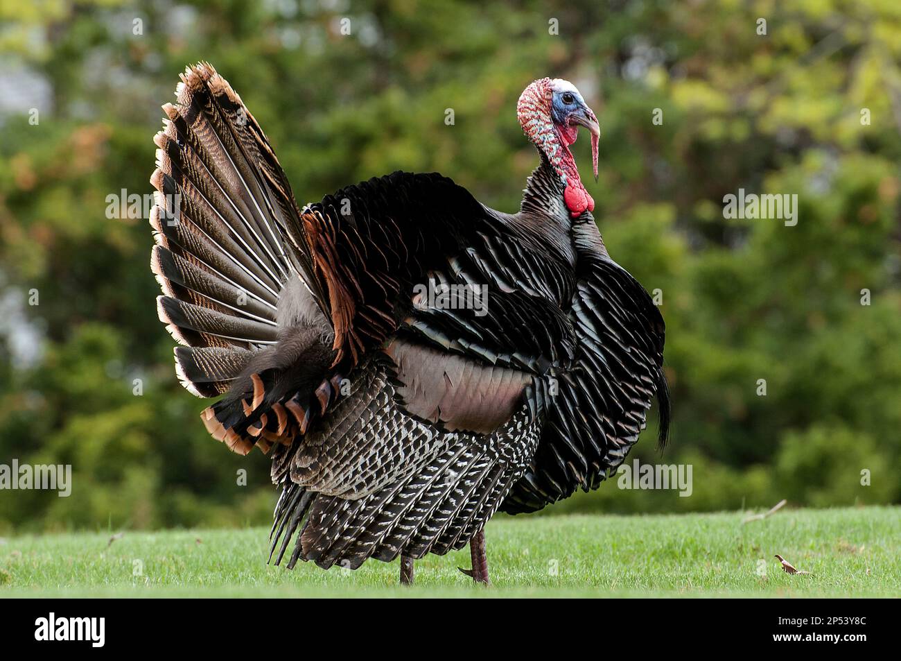 Male, or Tom Eastern turkey displays his feathers during spring mating ...