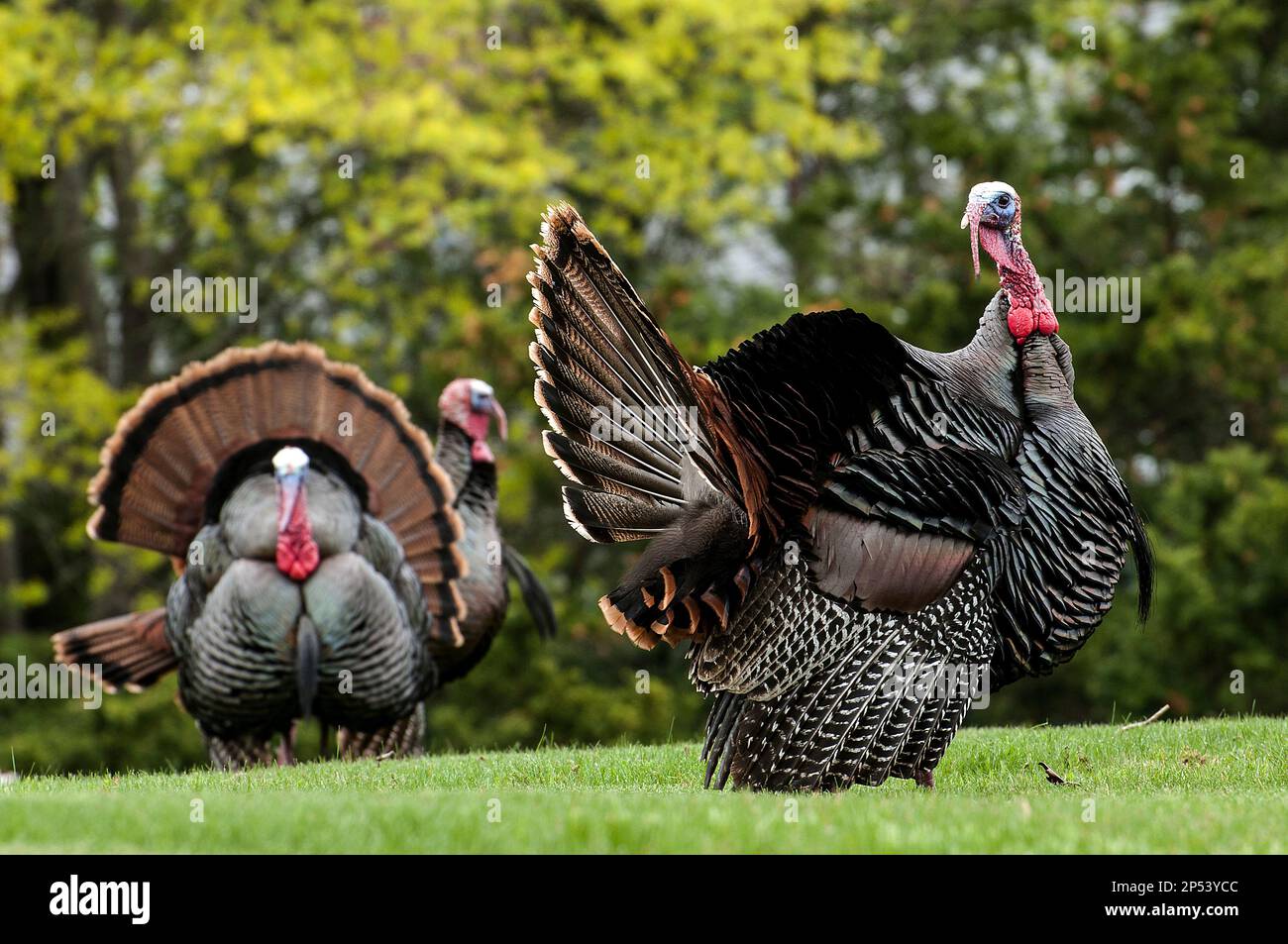 3 Eastern wild turkey Male, or toms display their feathers during ...