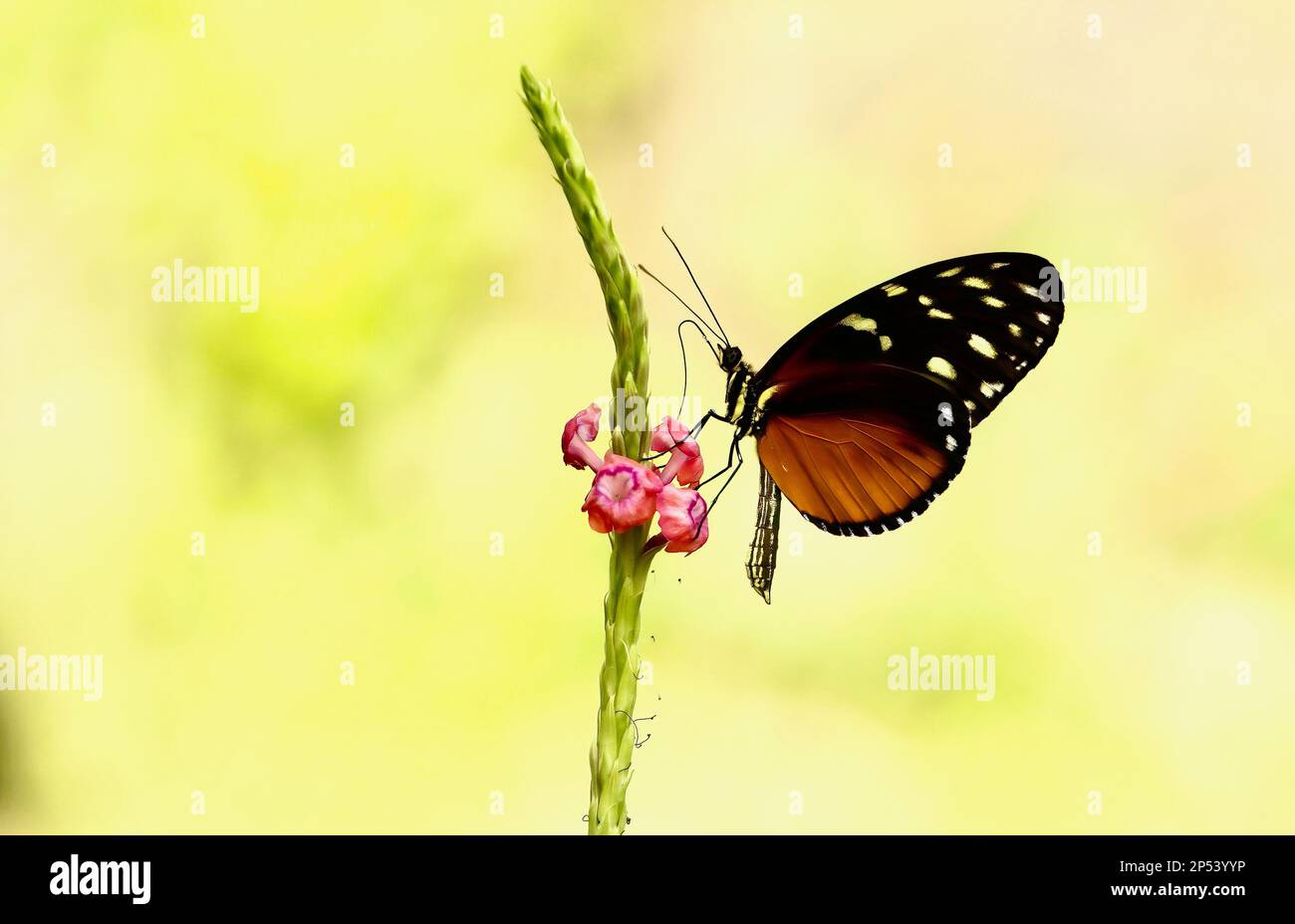 A beautiful butterfly perched atop a flowering stem in front of a ...