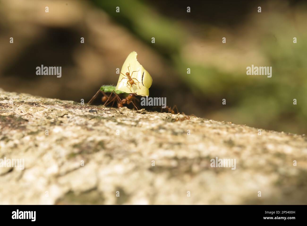 A close-up image of tiny ants carrying a heavy piece of food Stock ...