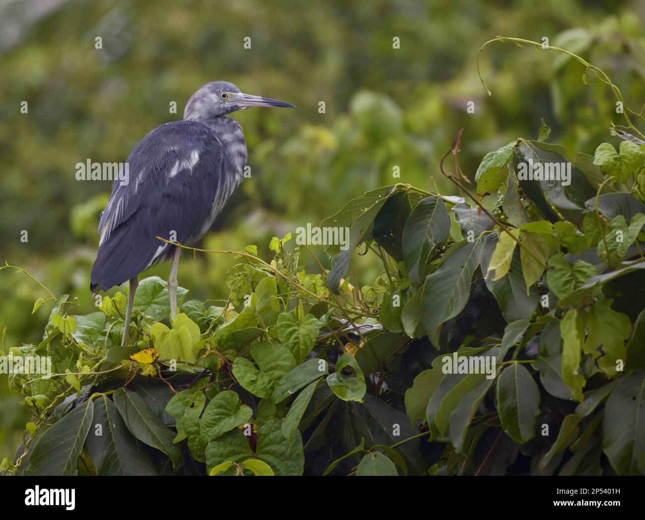 A blue herron perched atop a vibrant green leafy tree branch surrounded ...