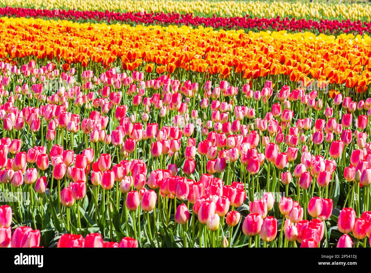 Brightly colored tulip flowers (Tulipa) in full bloom fill a field at a ...