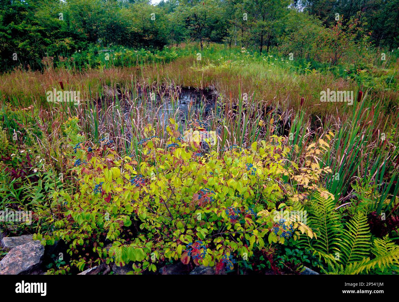 Viburnum recognitum hi-res stock photography and images - Alamy