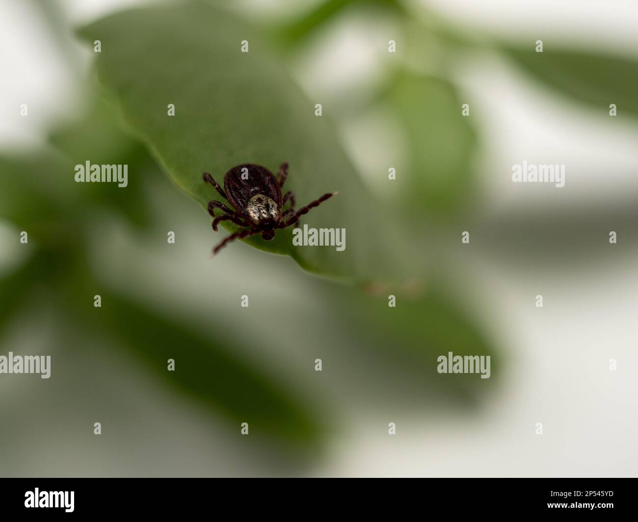 Infectious parasitic insect Dermacentor Dog Tick Arachnid on a green ...