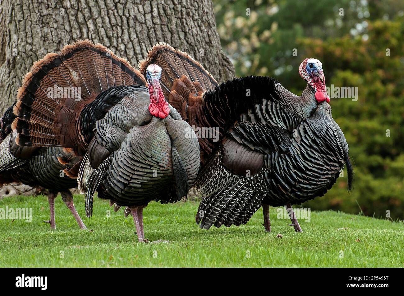 Male, or Tom Eastern turkey displays his feathers during spring mating ...