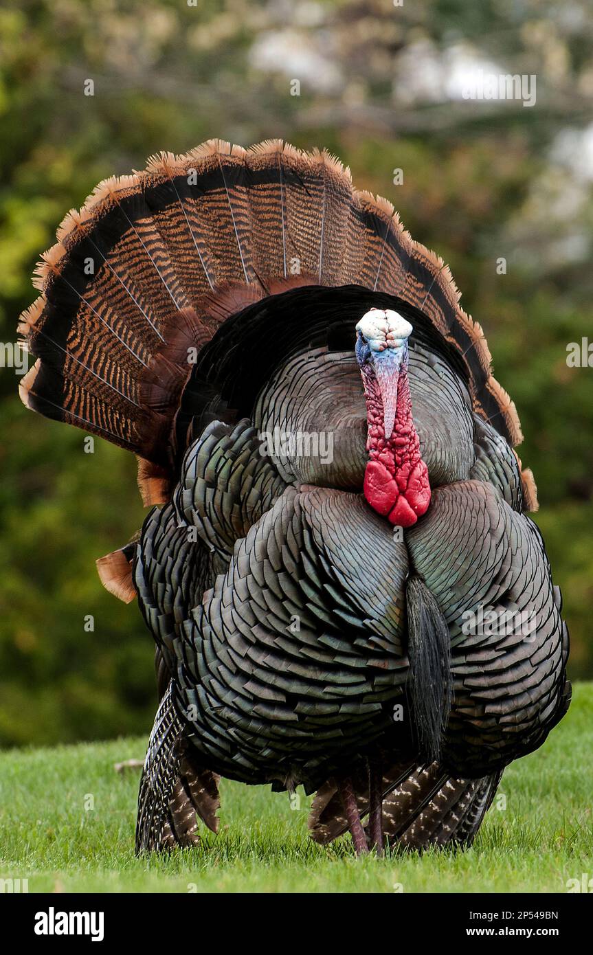 Male, or Tom Eastern turkey displays his feathers during spring mating ...