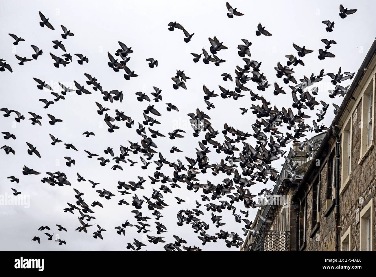 Flock of pigeons that inhabit Nicolson Square in Edinburgh, Scotland ...