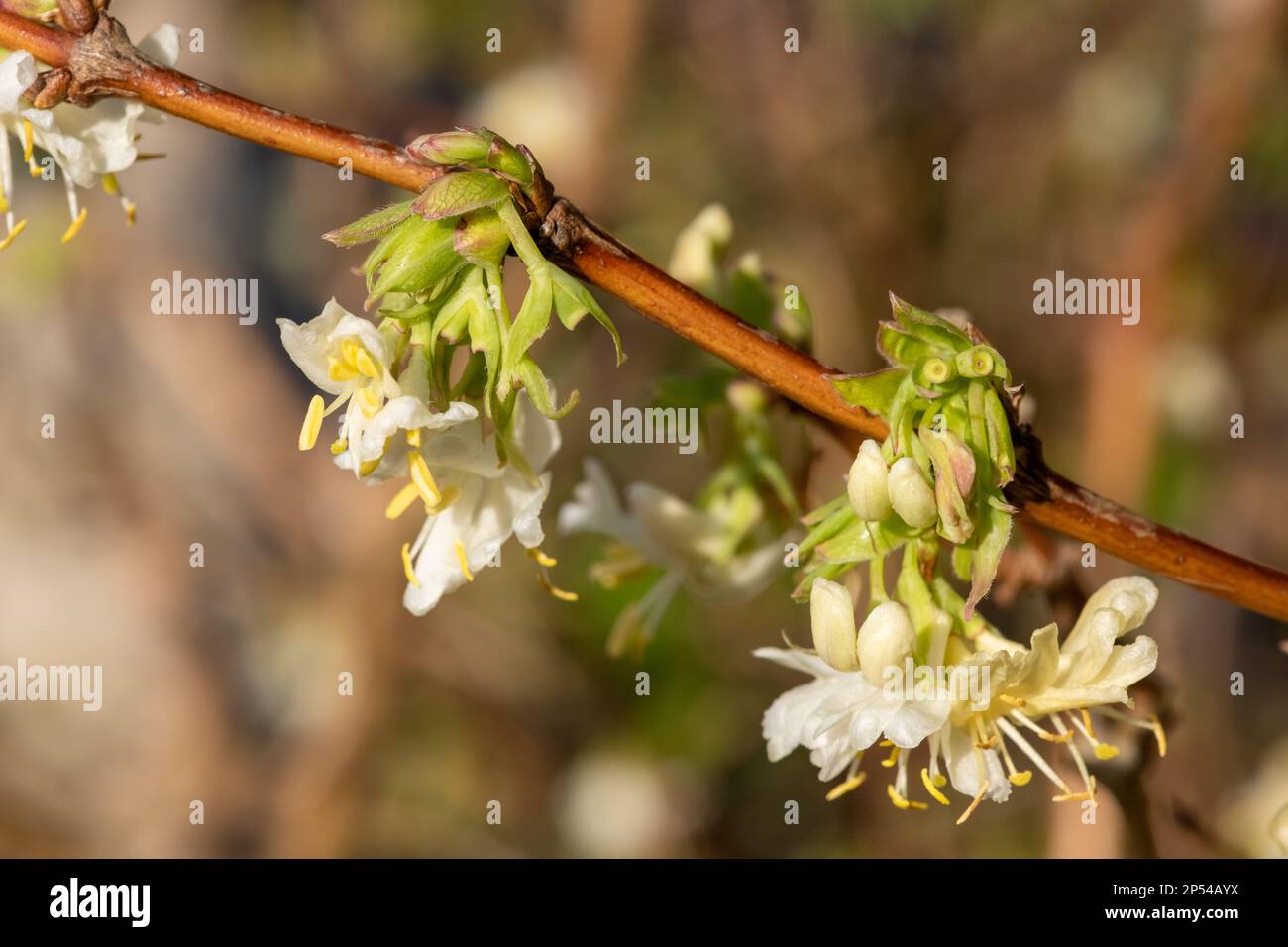 Close up of purpus honeysuckle (lonicera x purpusii) flowers in bloom ...