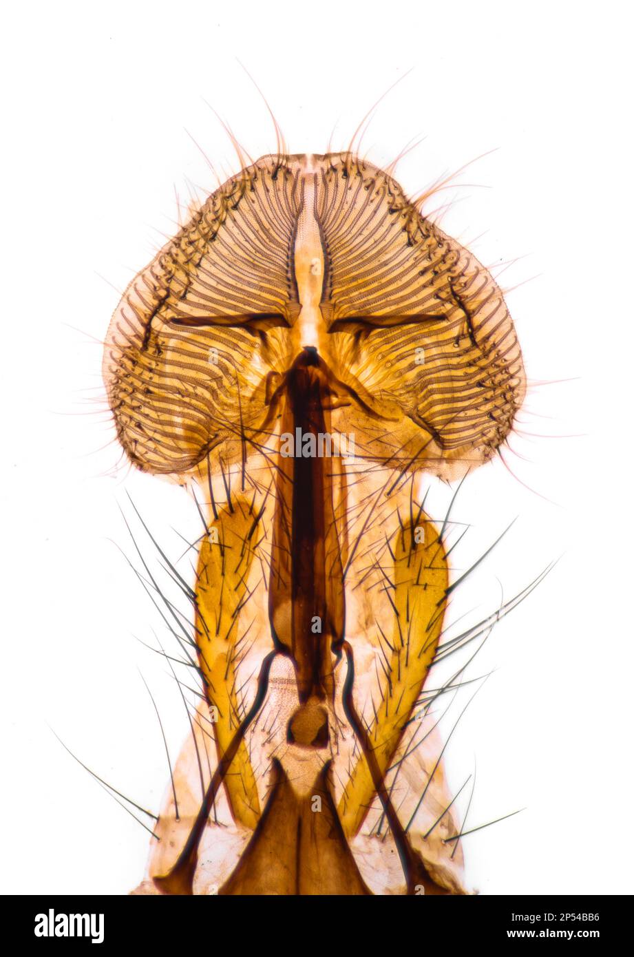 Fly proboscis photomicrograph hi-res stock photography and images - Alamy