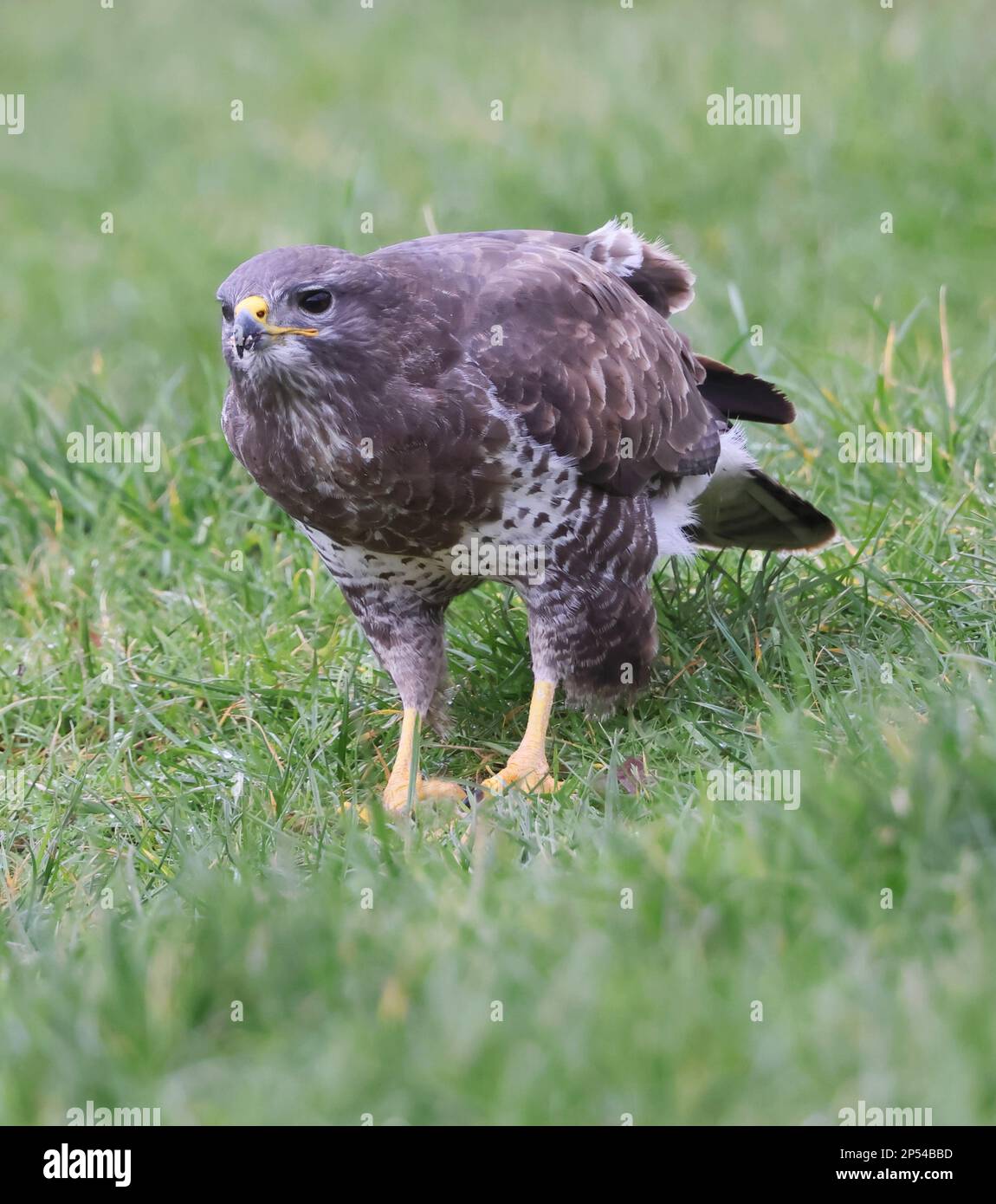 Common Buzzard feeding on the ground in the Cotswold Hills UK Stock ...